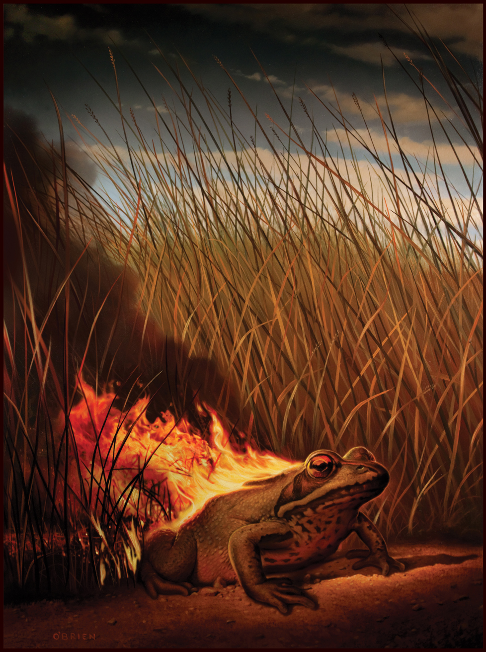 Fire Frog - Nucleus | Art Gallery and Store