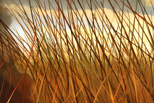 Fire Frog - Nucleus | Art Gallery and Store