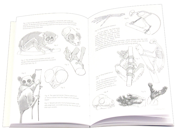 Morpho: Mammals - Nucleus | Art Gallery and Store