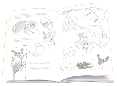 Morpho: Mammals - Nucleus | Art Gallery and Store